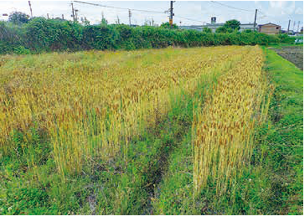 (株)どすこい通信｜TSUNAGU 28号｜YOSHIKAWA LOGISTICS Group -𠮷川ロジスティクスグループ-